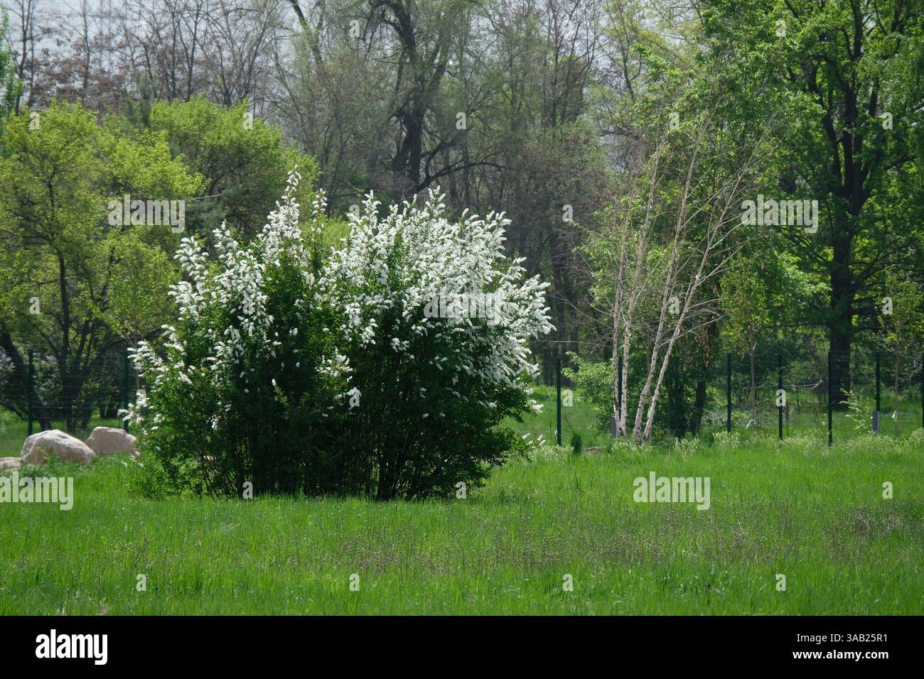 Trees and shrubs in the Botanical garden Stock Photo - Alamy