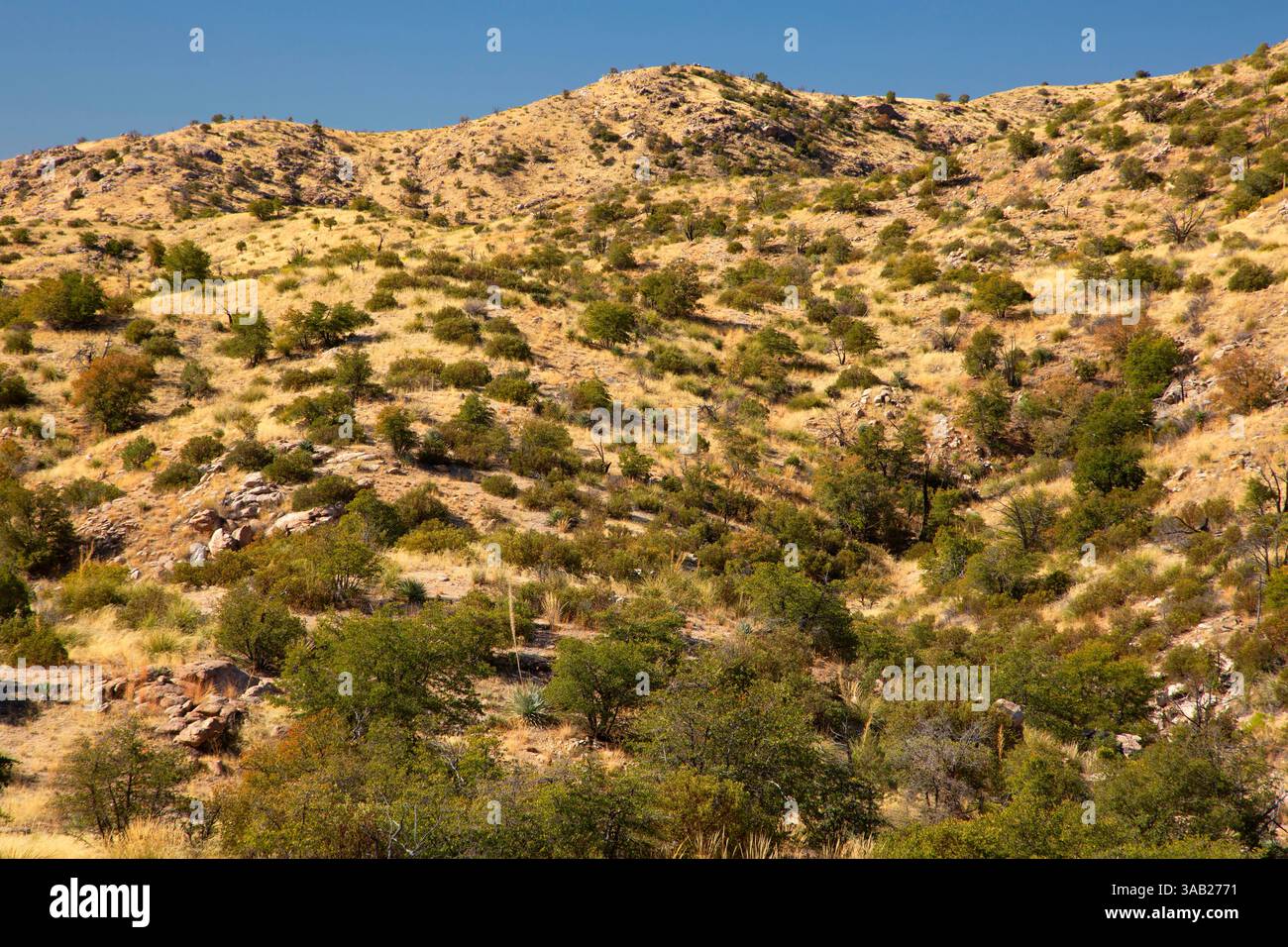 Bug Spring Trail view, Coronado National Forest, Mt Lemmon Scenic Byway ...
