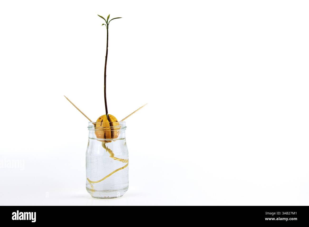 Growing avocado tree from seed in the glass jar. Toothpicks method ...