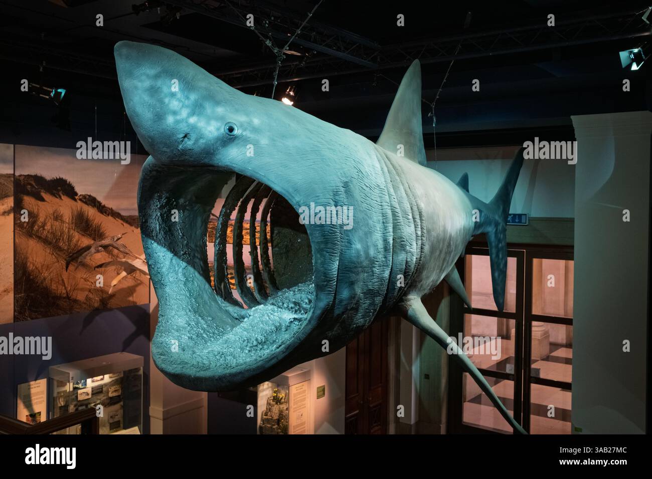 Model of a basking shark suspended from the ceiling in the Natural ...