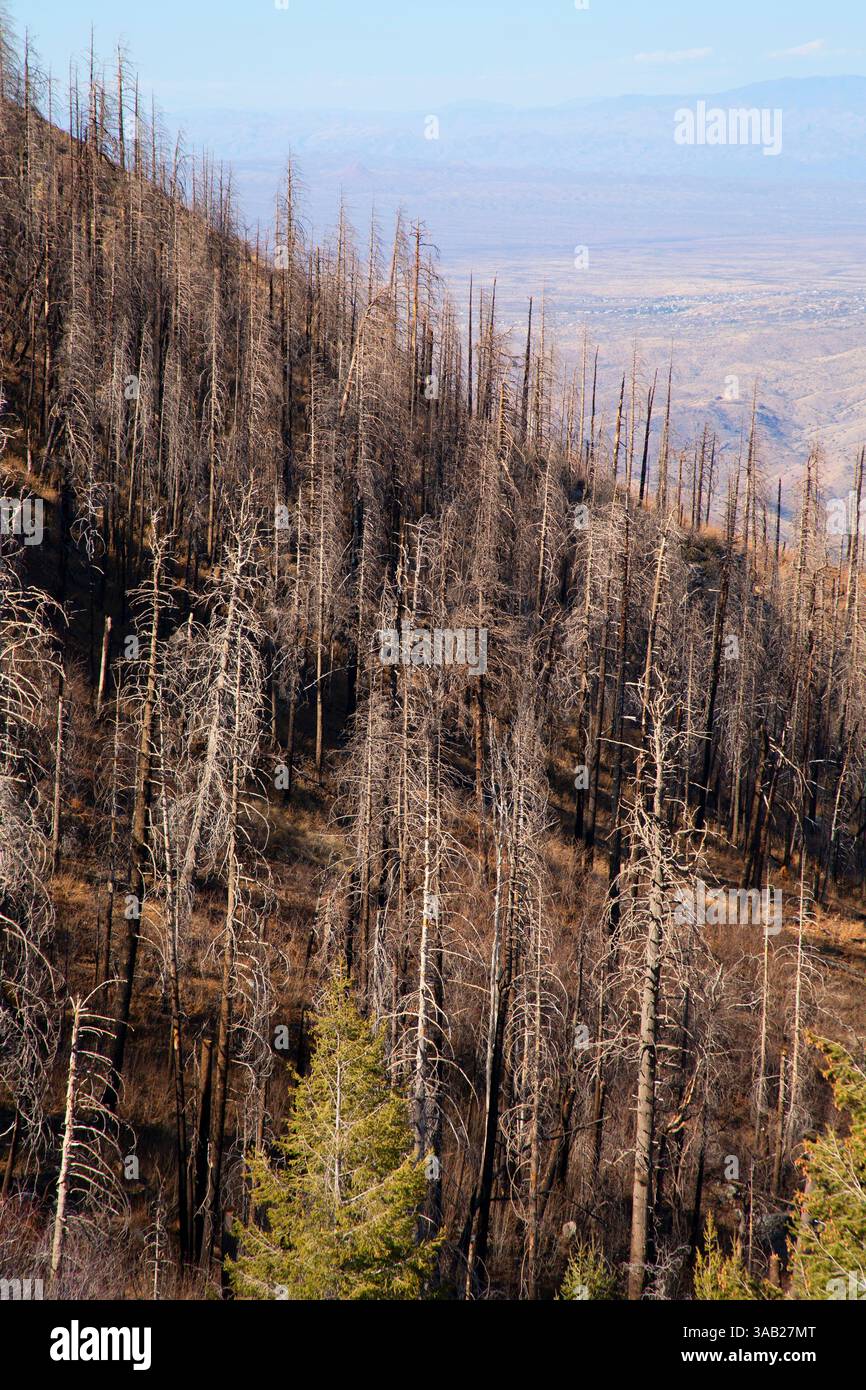 Bighorn Fire burn, Coronado National Forest, Mt Lemmon Scenic Byway ...