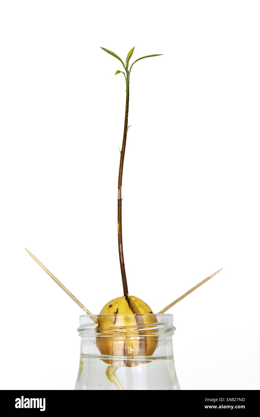 Growing avocado tree from seed in the glass jar. Toothpicks method ...
