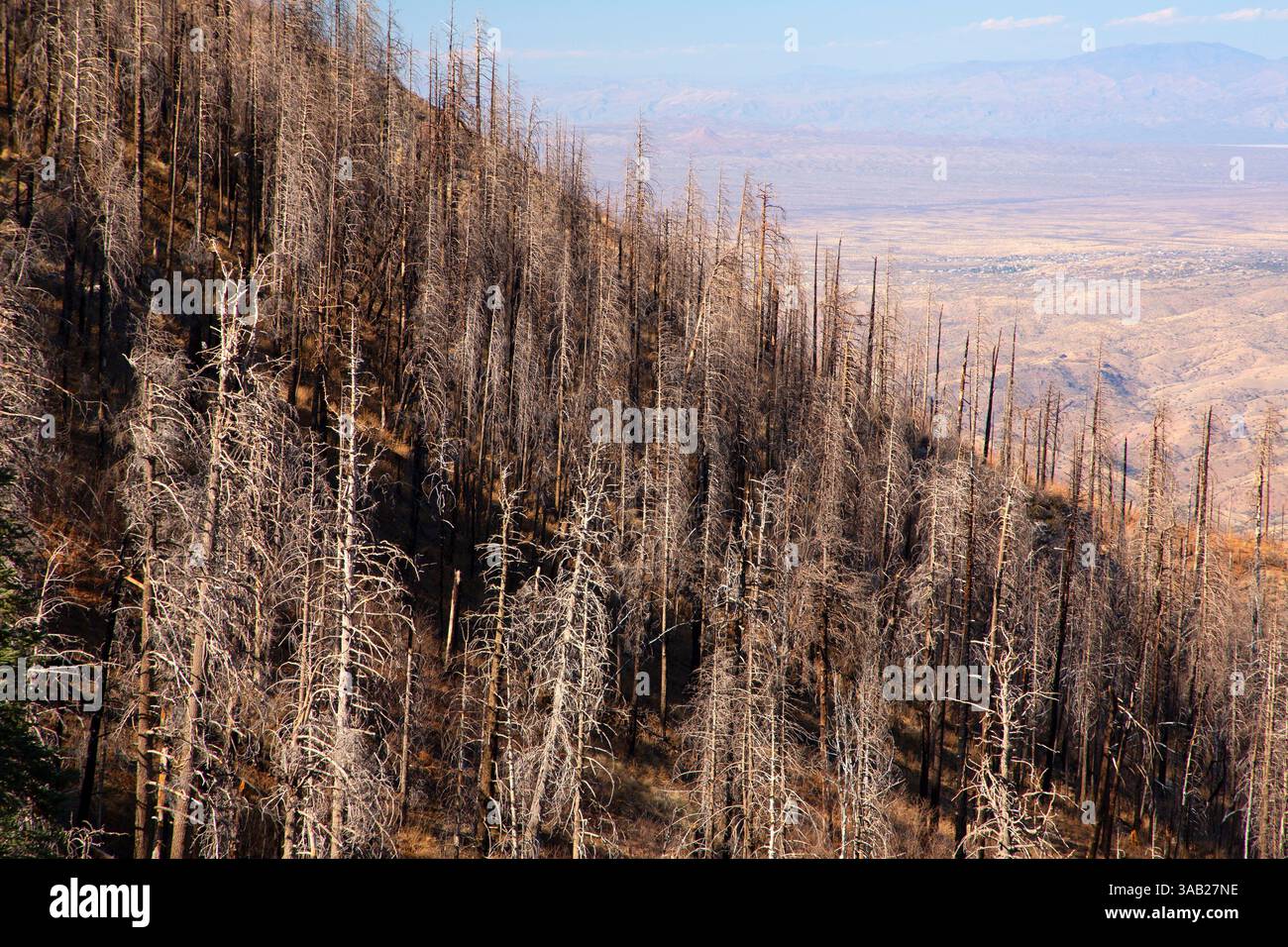 Bighorn Fire burn, Coronado National Forest, Mt Lemmon Scenic Byway ...