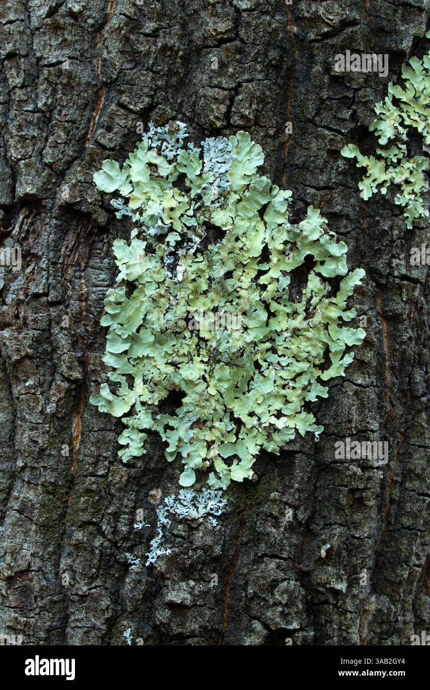 Lichen along Madera Nature Trail, Coronado National Forest, Arizona ...