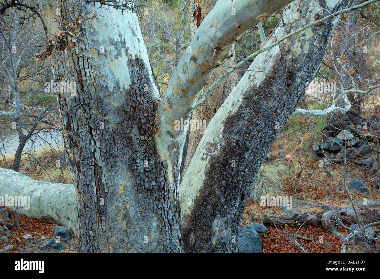 Arizona sycamore along Madera Nature Trail, Coronado National Forest ...