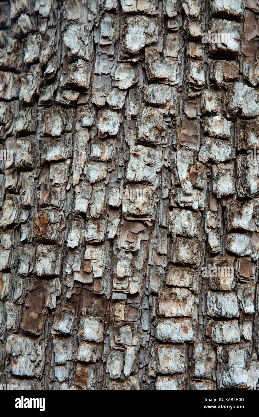 Alligator juniper (Juniperus deppeana) along Madera Nature Trail ...