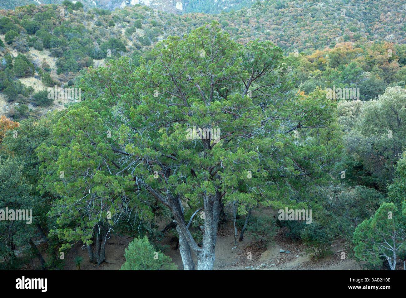 Alligator juniper (Juniperus deppeana) along Madera Nature Trail ...