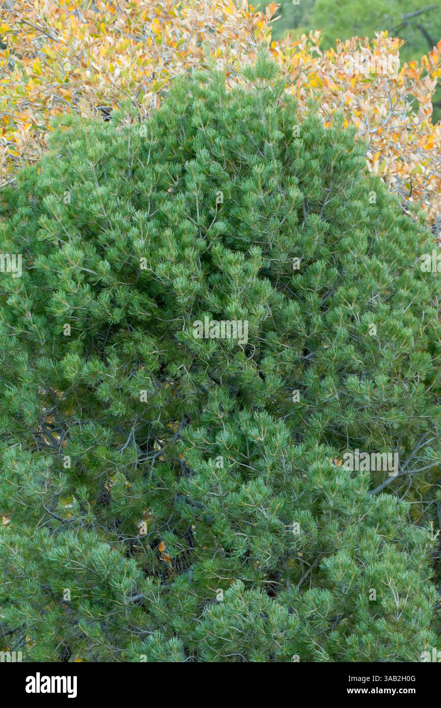 Mexican pinyon pine (Pinus cembroides) along Madera Nature Trail ...