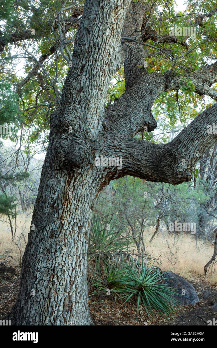 Arizona white oak (Quercus arizonica) along Madera Nature Trail ...
