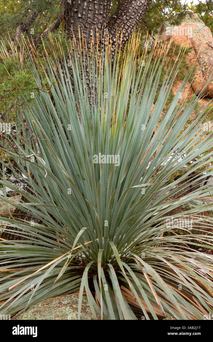 Sotol (Dasylirion wheeleri) along Cochise Trail, Coronado National ...