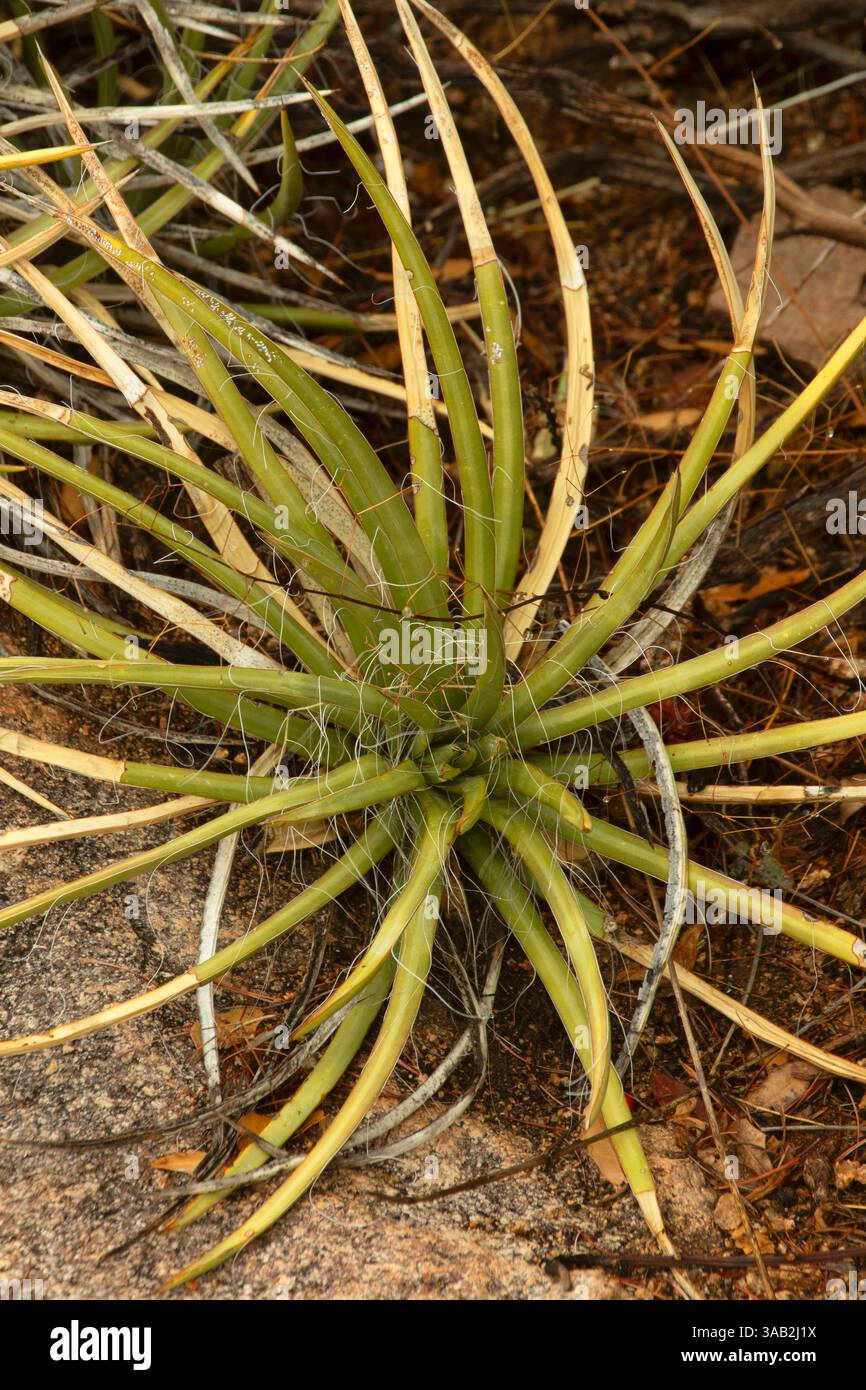Yucca along Cochise Trail, Coronado National Forest, Arizona Stock ...