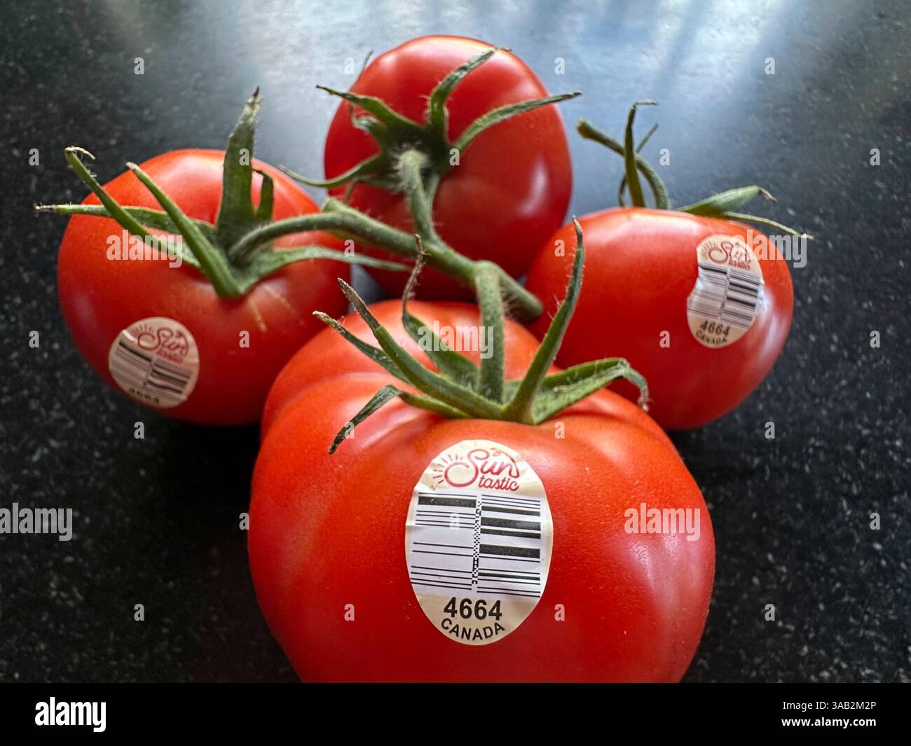 A cluster of tomatoes grown in Canada rest on a kitchen counter of a ...