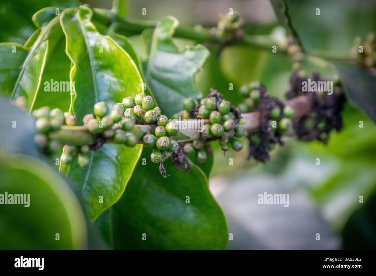 Coffee beans growing in Karatu, Tanzania Stock Photo - Alamy