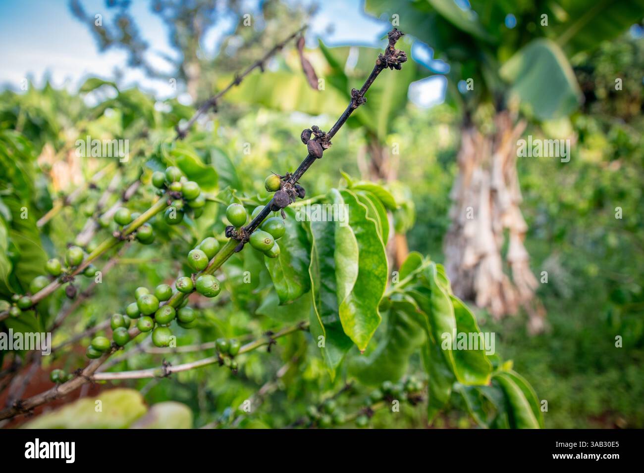 Coffee beans growing in Karatu, Tanzania Stock Photo - Alamy