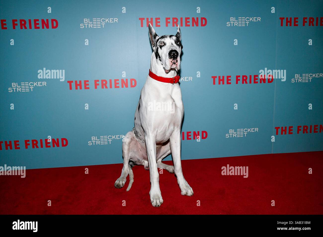 Bing the dog attends the premiere of "The Friend" at IPIC Theaters on ...