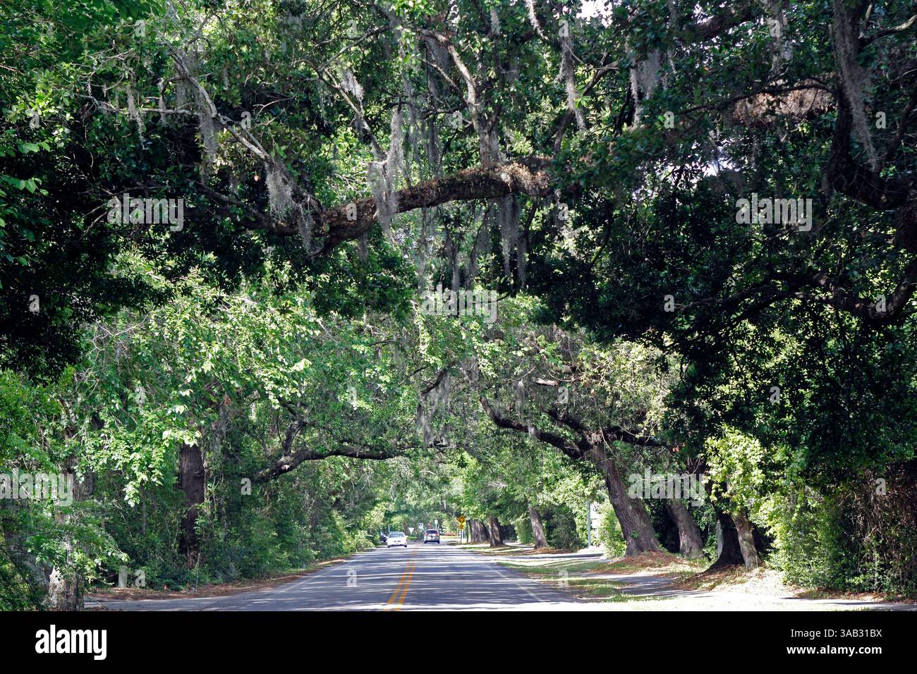 Charleston South Carolina SC Mt. Pleasant Live Oak trees with Spanish ...
