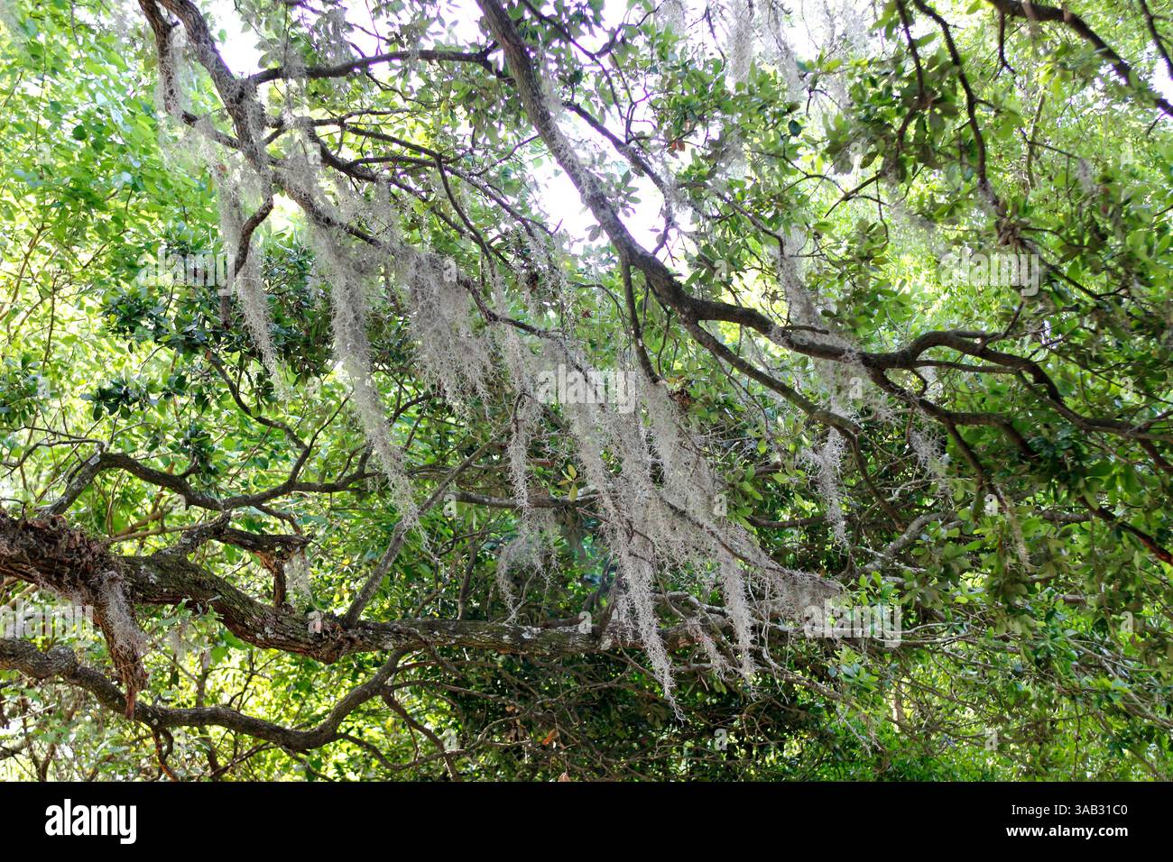 Charleston South Carolina SC Mt. Pleasant Live Oak trees with Spanish ...