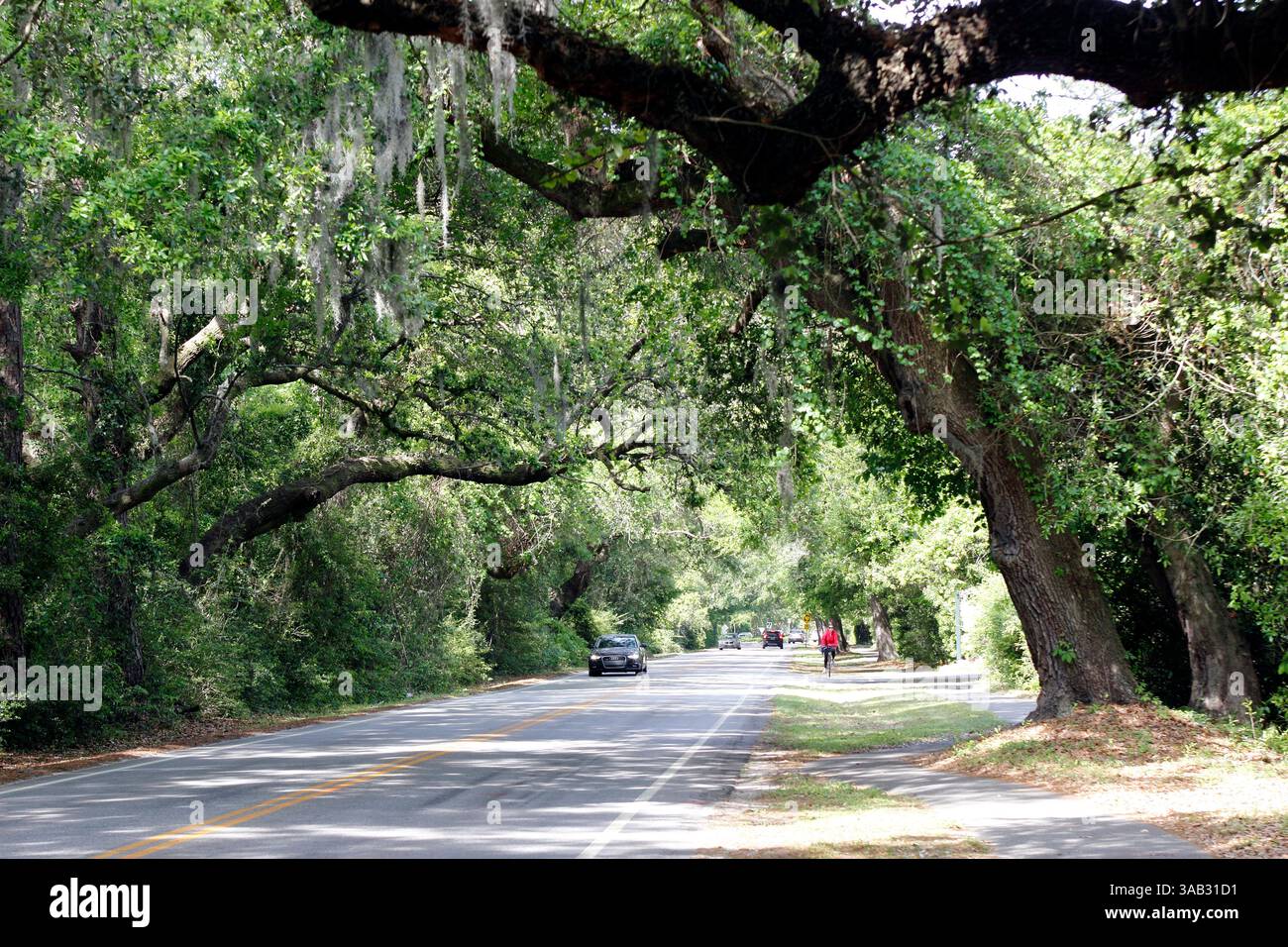 Charleston South Carolina SC Mt. Pleasant Live Oak trees with Spanish ...