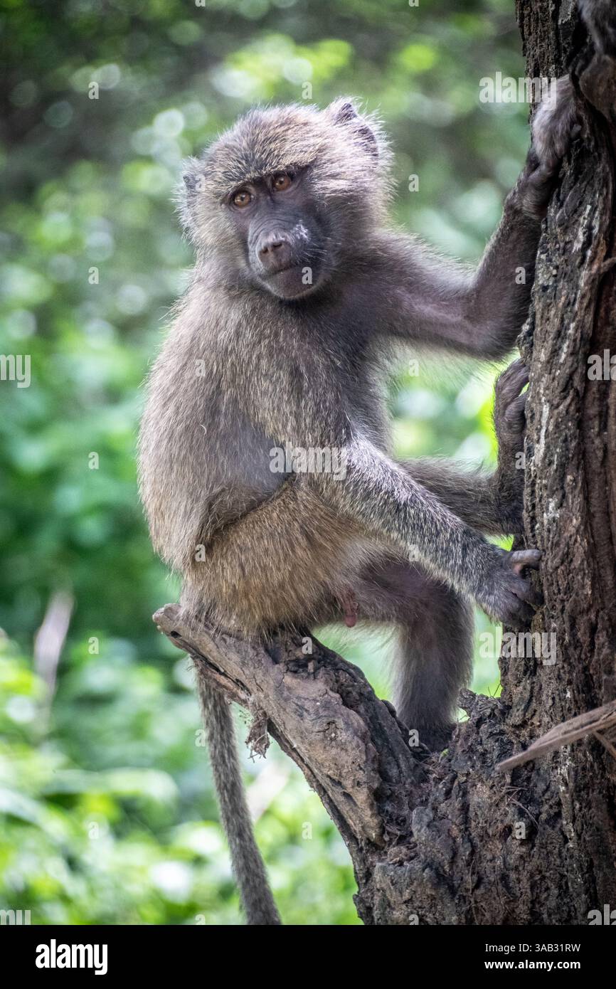 Olive Baboon (Papio Anubis) clinging onto tree in Serengeti, Tanzania ...