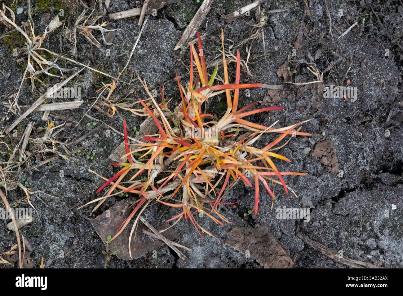 Effect of glyphosate herbicide sprayed on grass Stock Photo - Alamy