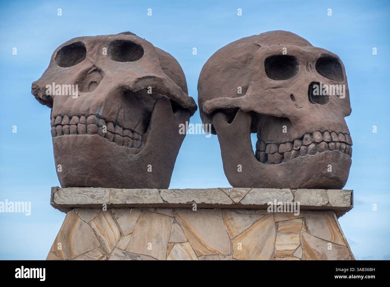 Statue of Paranthropus and Homo Habilis skulls at the Olduvai Gorge Museum. Ngorongoro ...