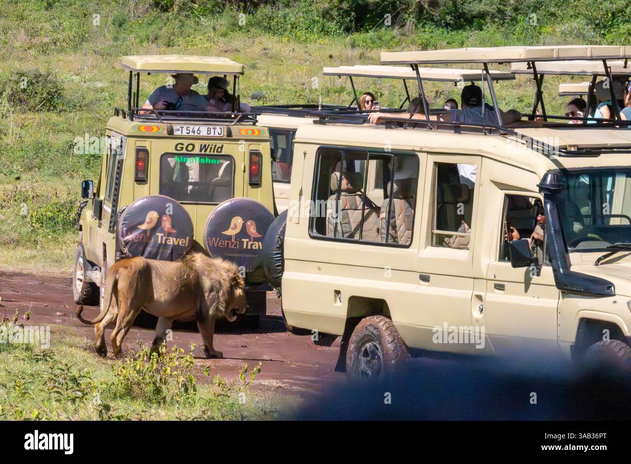 Lion approaching safari tourists in Ngorogoro Crater, Tanzania Stock ...
