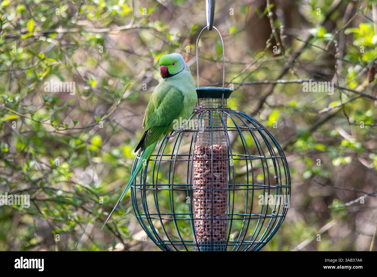 Uk native species bird hi-res stock photography and images - Alamy