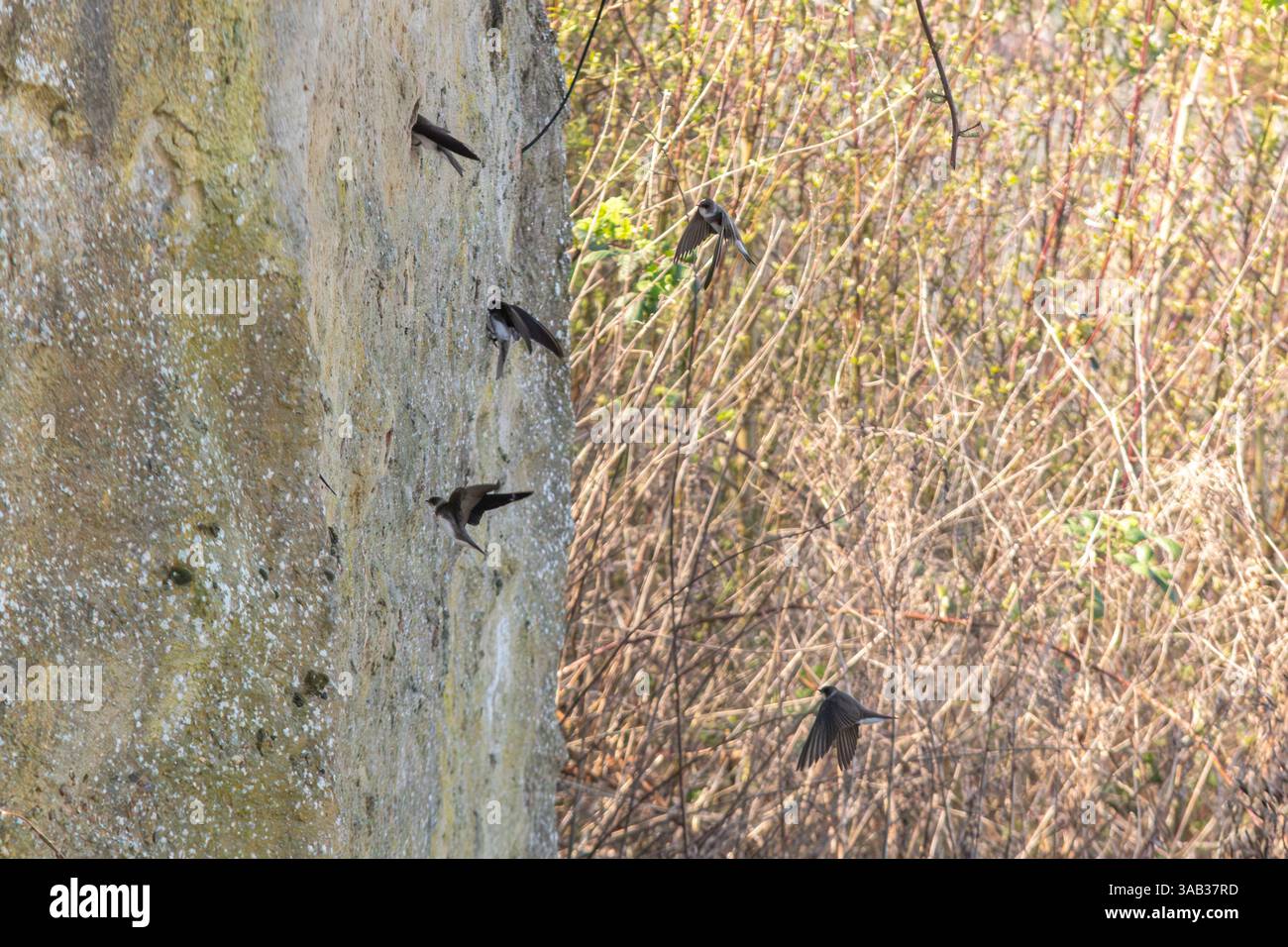 Sand martins (Riparia riparia) at an artificial sand martin nesting ...