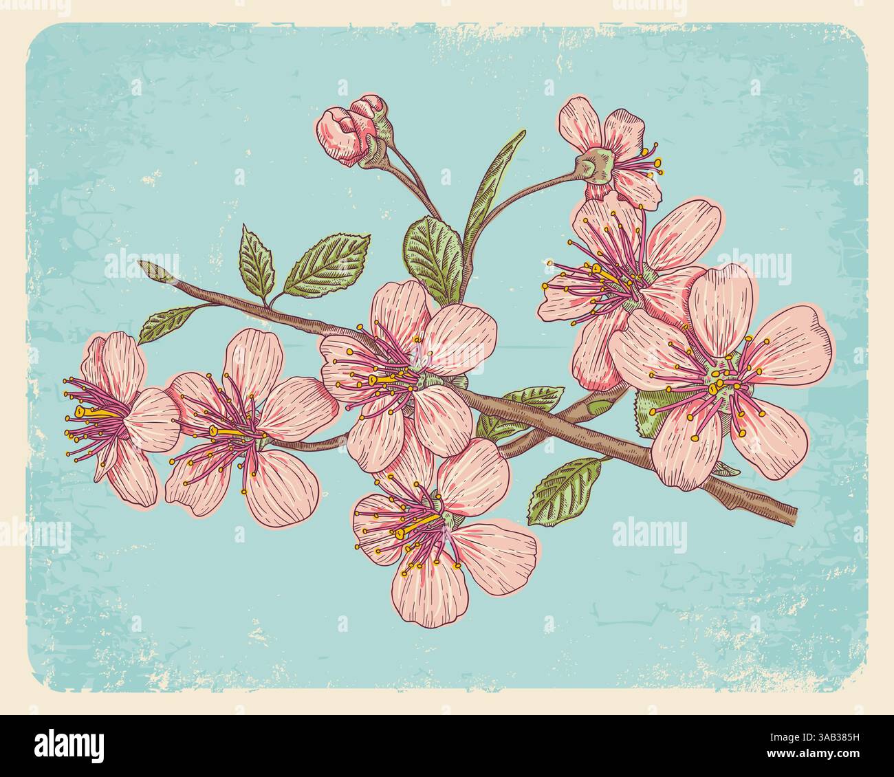 Vintage vector illustration flowers of the cherry blossoms. Vintage ...