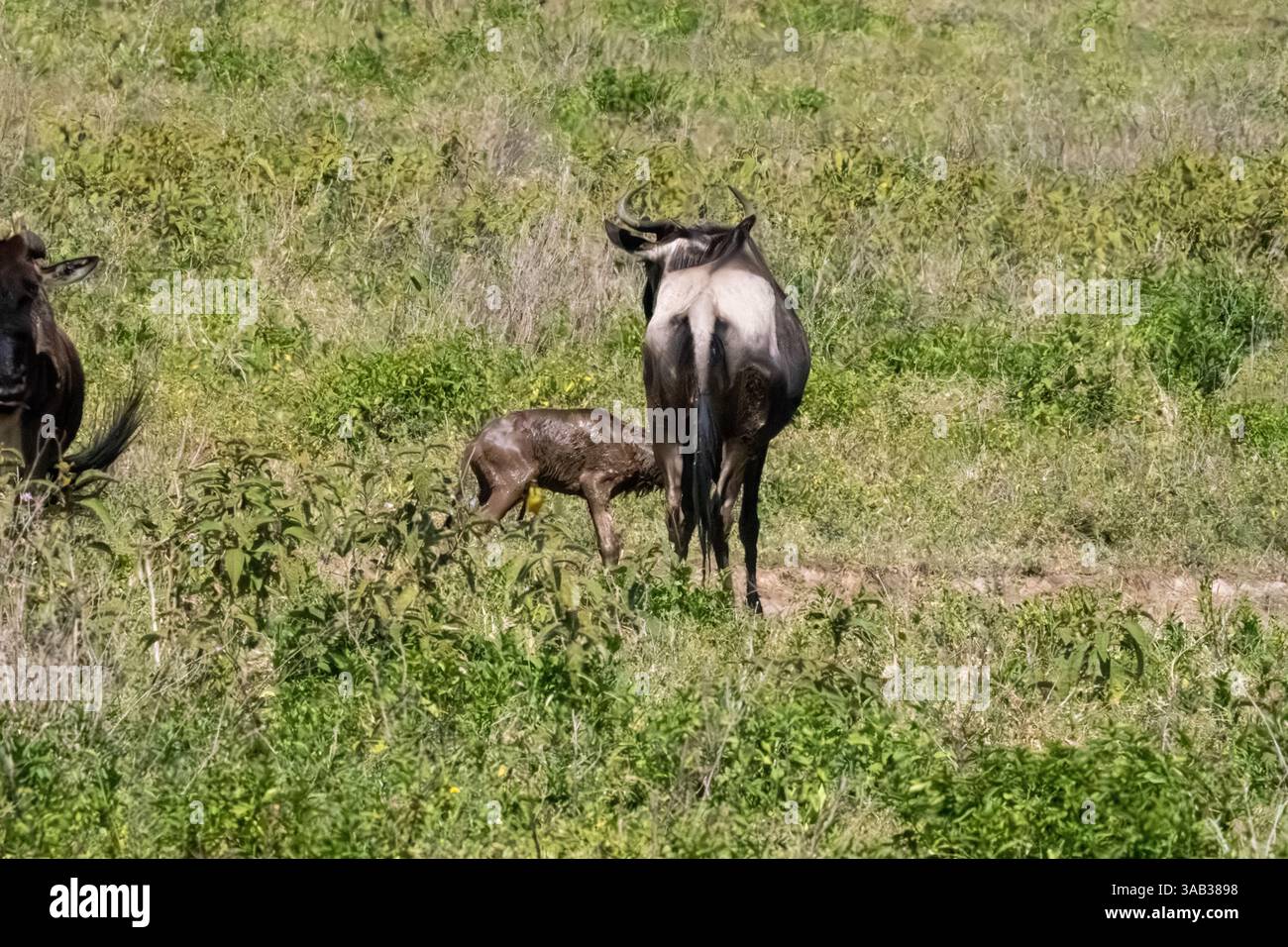 Blue wildebeest (Connochaetes taurinus) after giving birth to a calf in ...