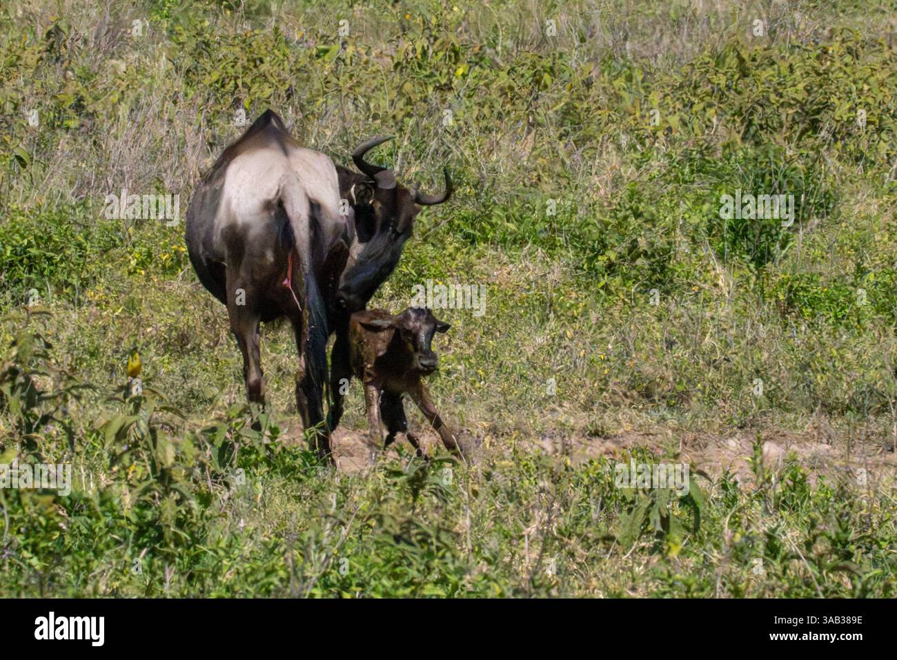 Blue wildebeest (Connochaetes taurinus) after giving birth to a calf in ...