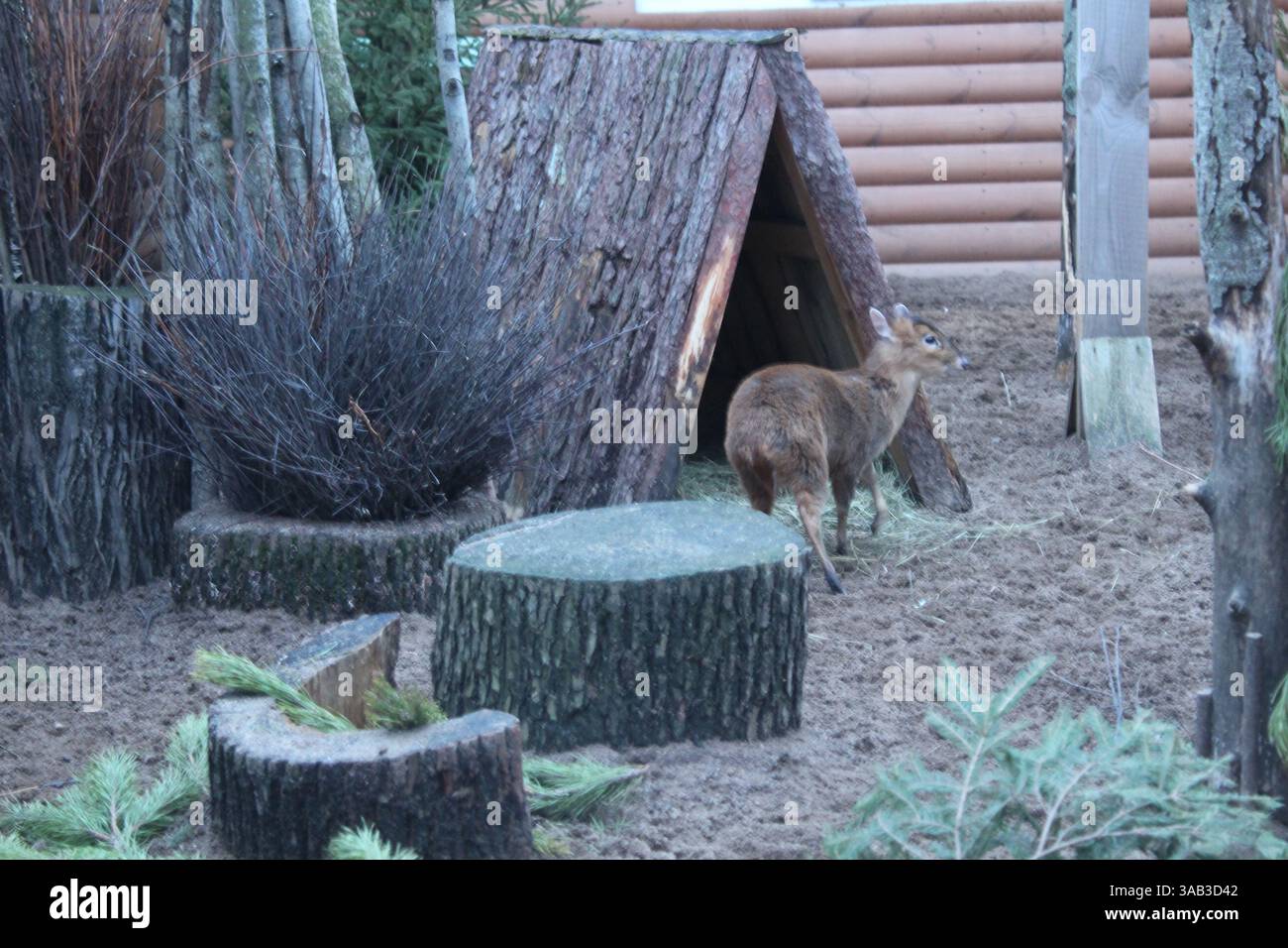 Muntiacus reevesi Chinese muntjacs near a stump and a crop in a zoo ...