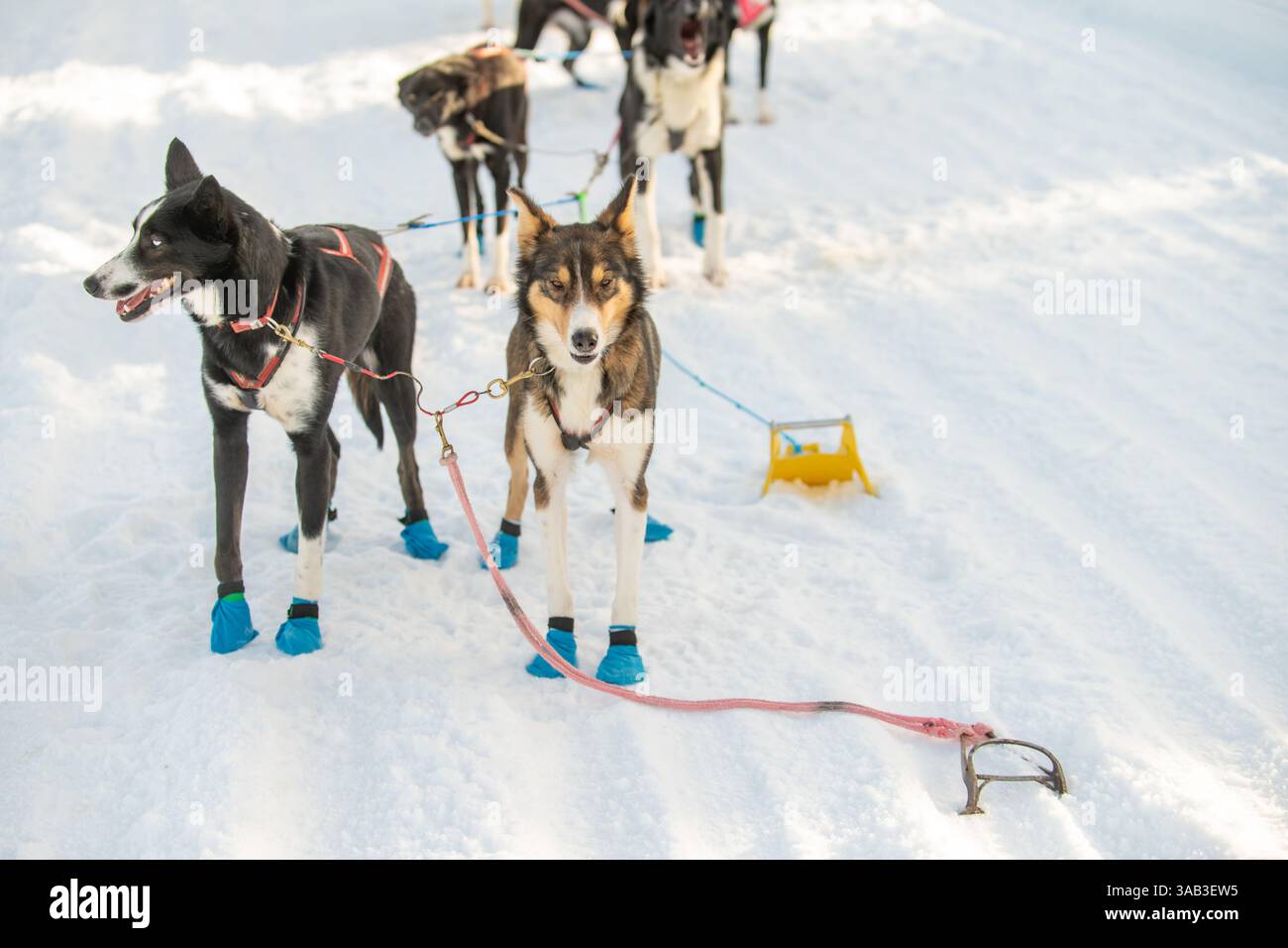 Husky dogs lead tourists through the woods and snow in Sweden. The dogs ...