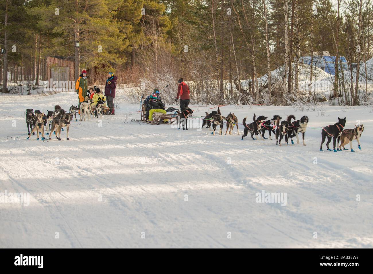 Husky dogs lead tourists through the woods and snow in Sweden. The dogs ...