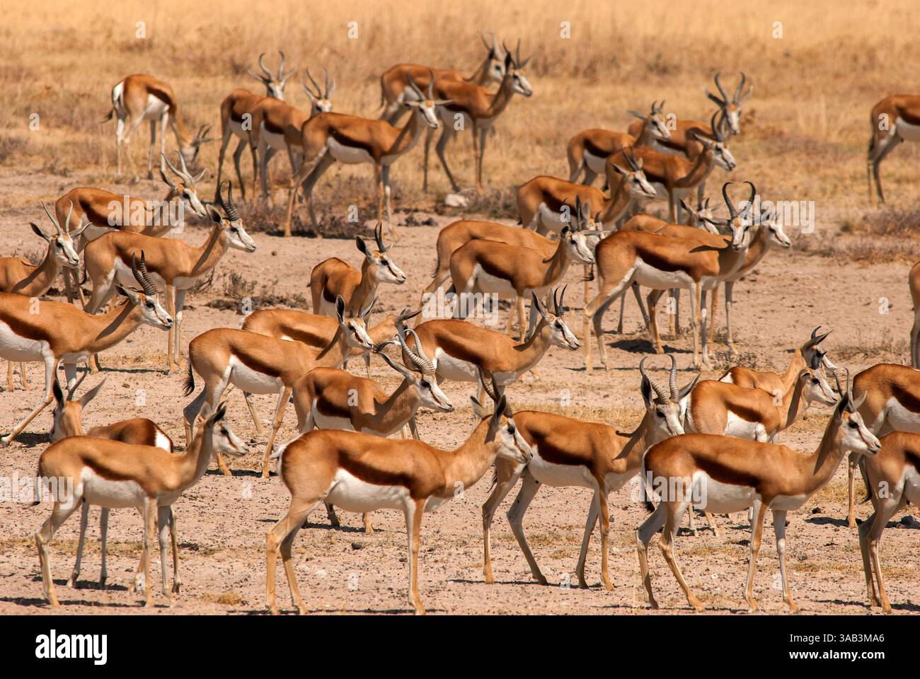 Springbok herd waiting to drink at Salvadora waterhole, Etosha National ...