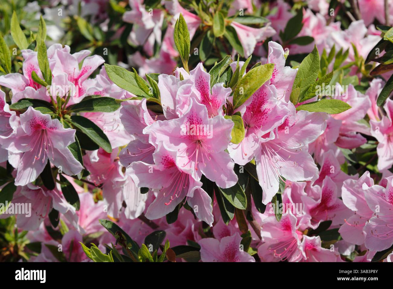 Greenville South Carolina pink Azaleas Rhododendron Spp flowers in ...