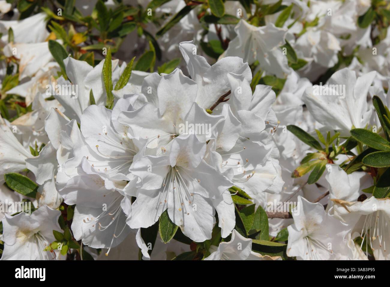 Greenville South Carolina white Azaleas Rhododendron Spp flowers in ...