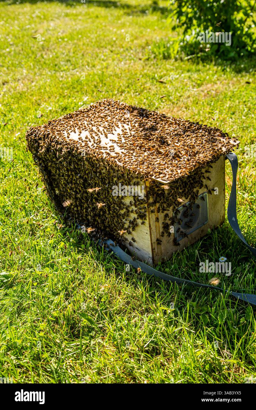 Bee hive box for collecting swarming bees outside of beehive Stock ...