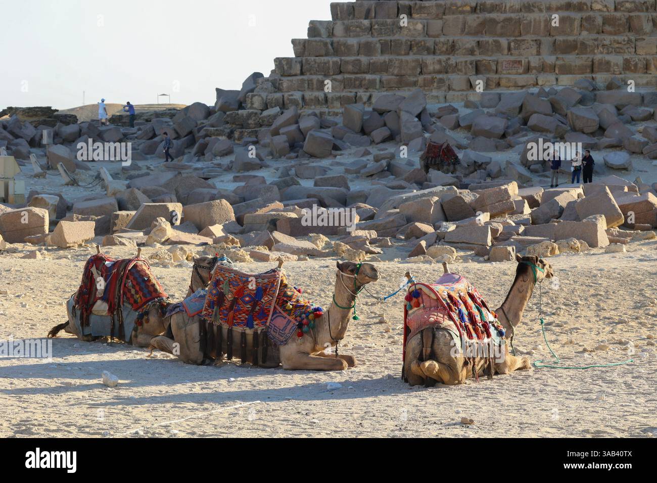 Camels sat down resting at the ancient stone ruins beneath the Egyptian ...