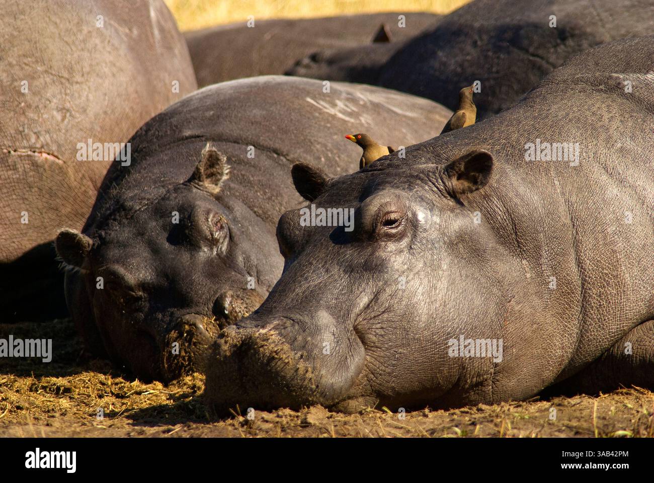 Red-billed oxpecker eating ticks from the hippos back, Khwai River ...