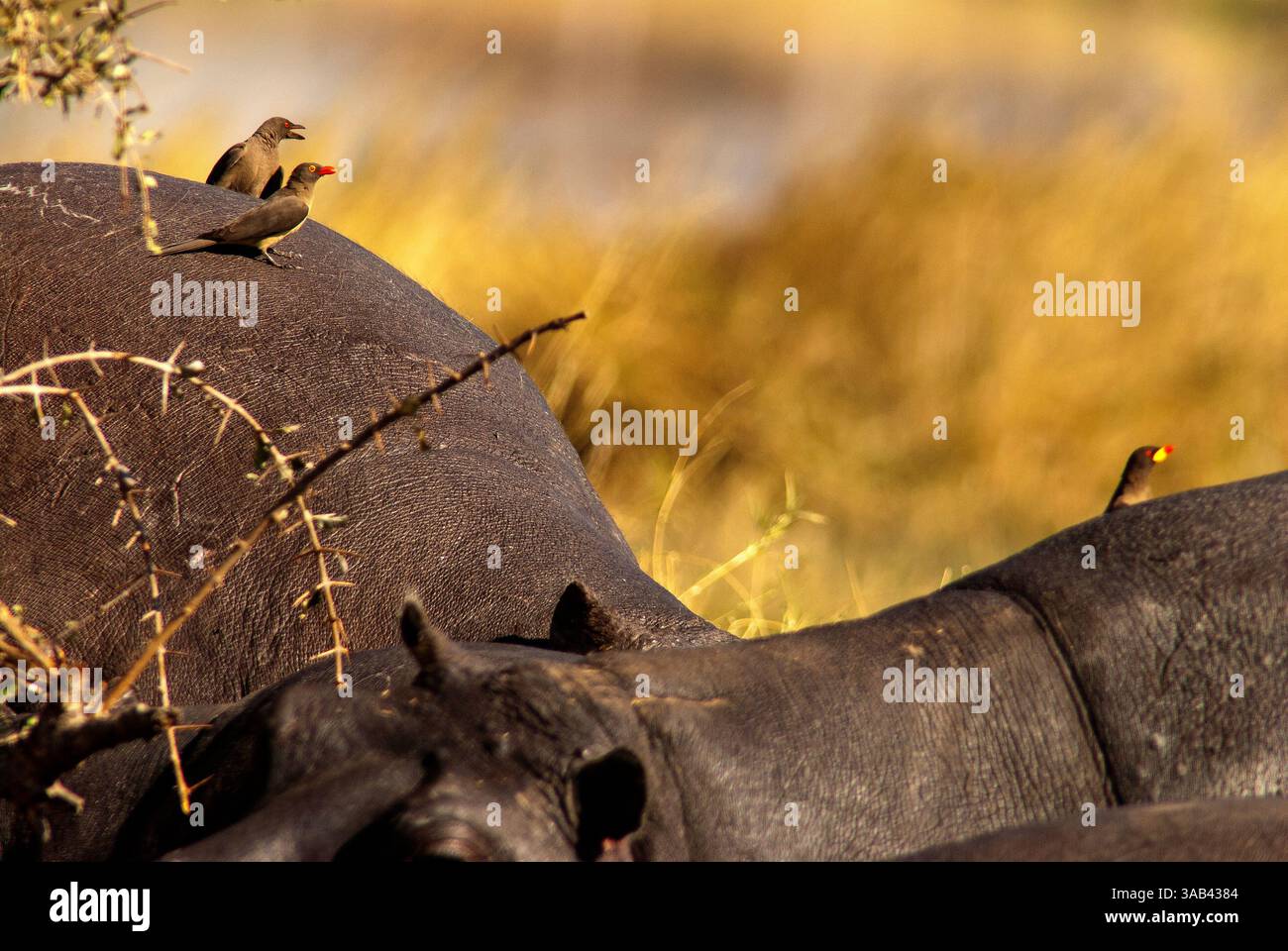Red-billed oxpecker eating ticks from the hippos back, Khwai River ...