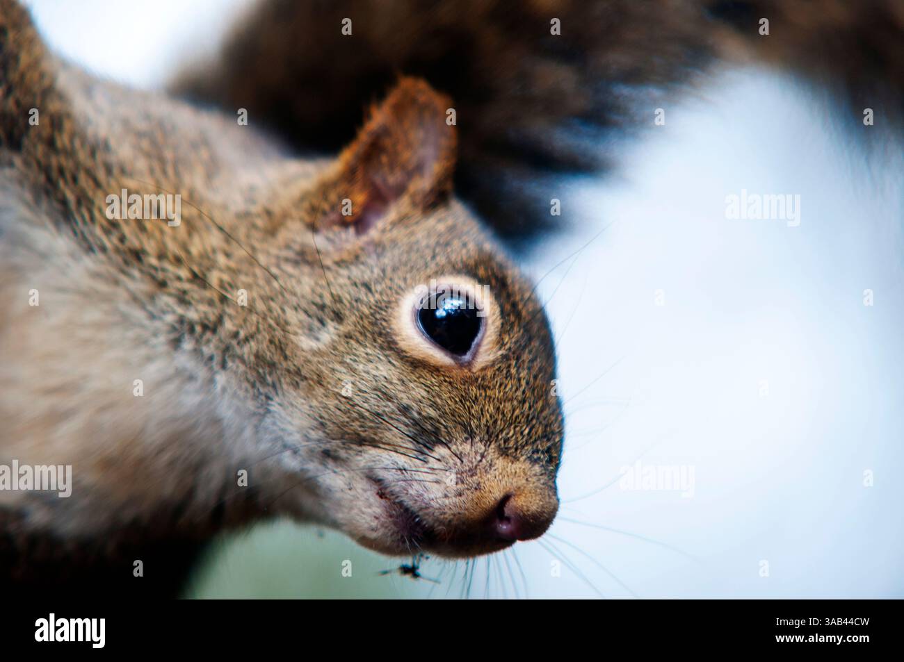Squirrel on a tree near Pedra do Baú, São Paulo, Brazil Stock Photo - Alamy
