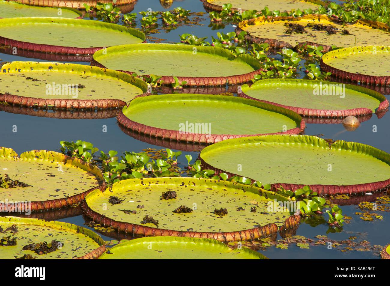 Giant water lilly on the Pantanal of Mato Grosso at Porto Jofre, Brazil ...