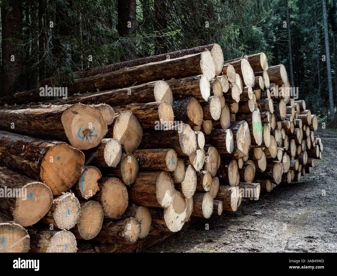 Close up sections tree hi-res stock photography and images - Alamy