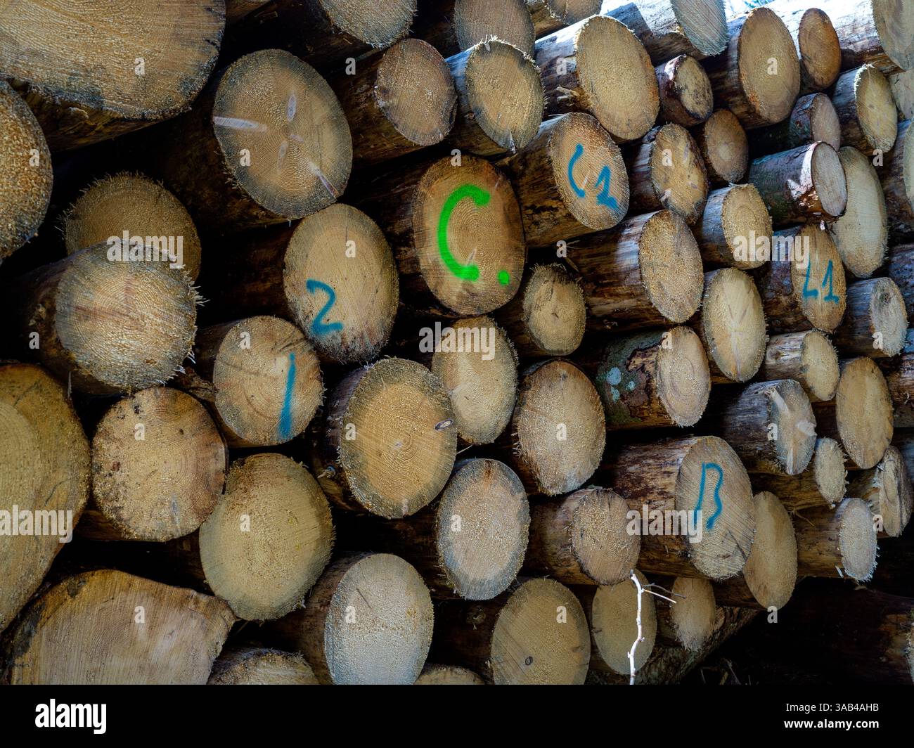 Tree rings sections texture hi-res stock photography and images - Alamy