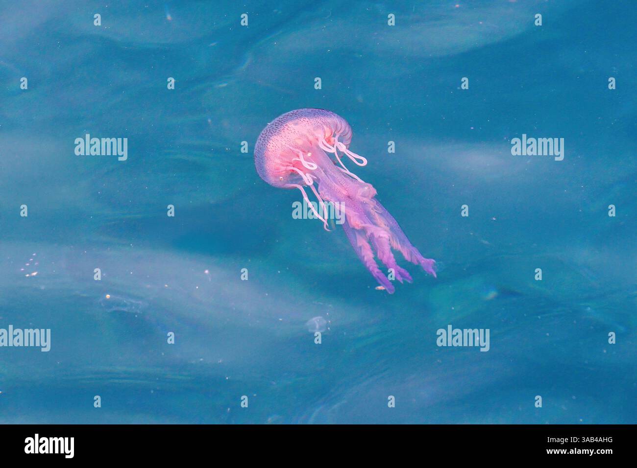 Beautiful jellyfish on the Spanish Costa Brava beach, in the ...