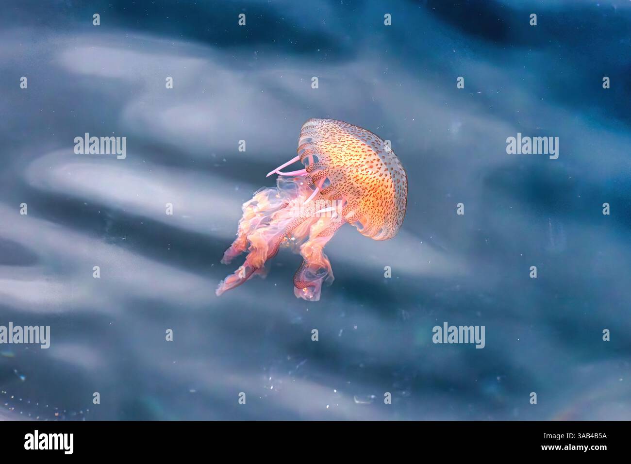 Beautiful jellyfish on the Spanish Costa Brava beach, in the ...