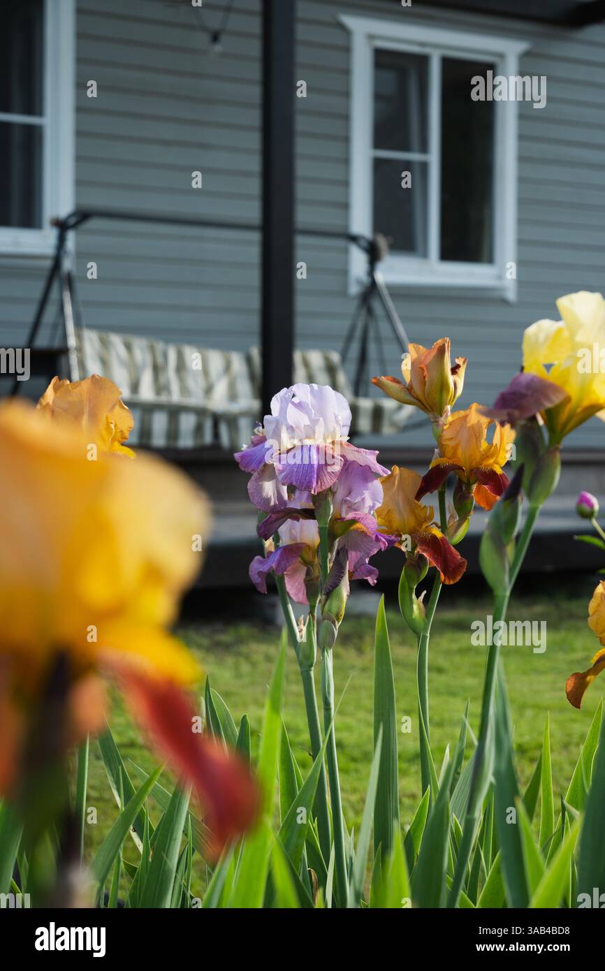 Irises flowers of different varieties in garden in front of veranda of ...