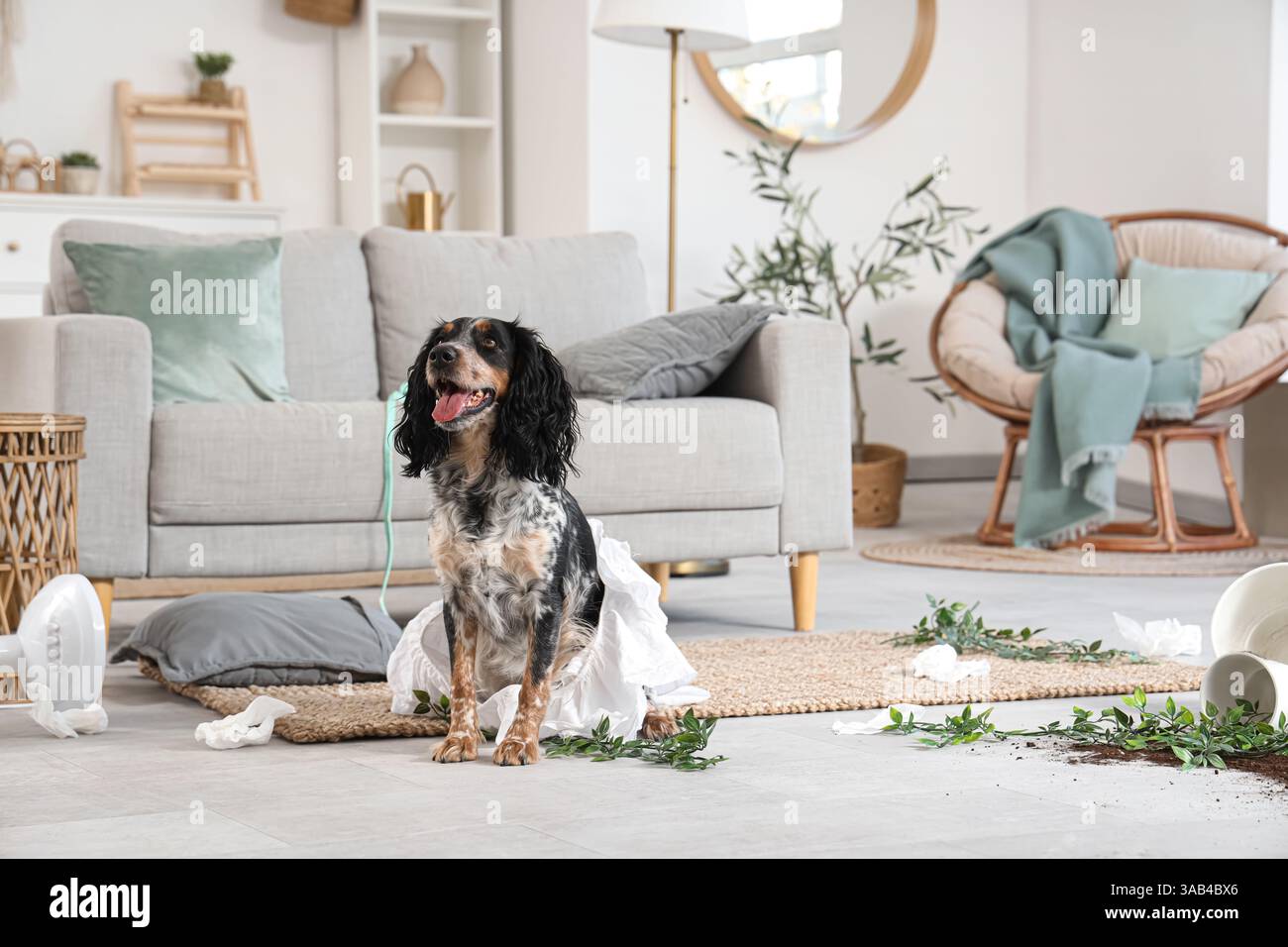 Naughty cocker spaniel sitting on floor in messy living room Stock ...