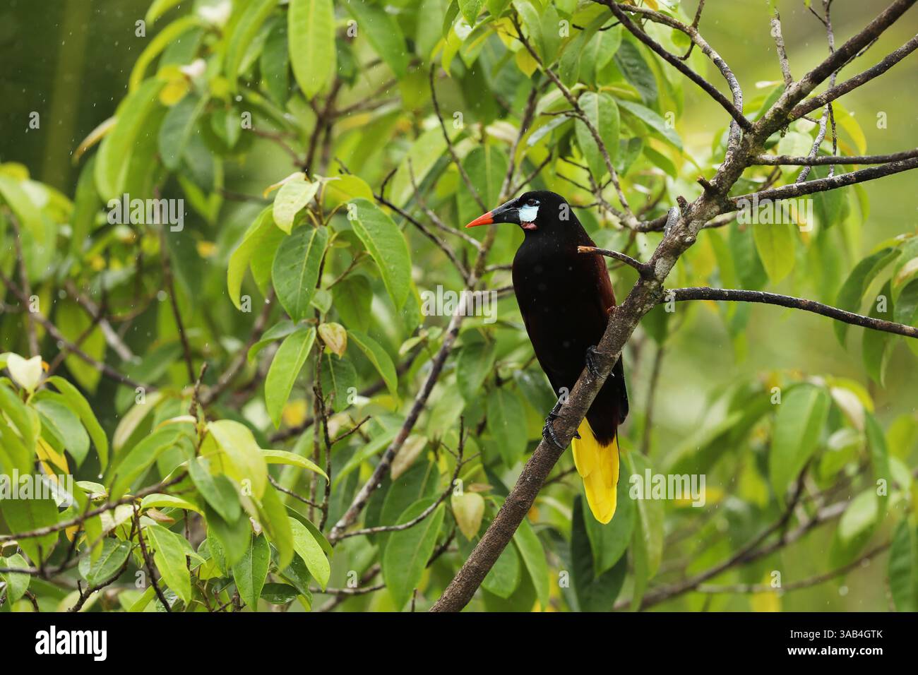 Montezuma nacional hi-res stock photography and images - Alamy